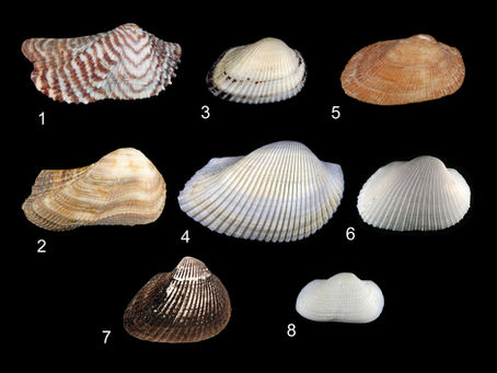 Blog | Bailey-Matthews National Shell Museum | Sanibel Island