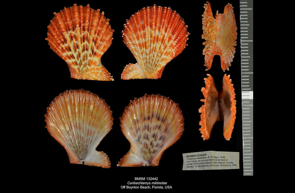 Shell of the Week: The Alternate-ribbed Scallop
