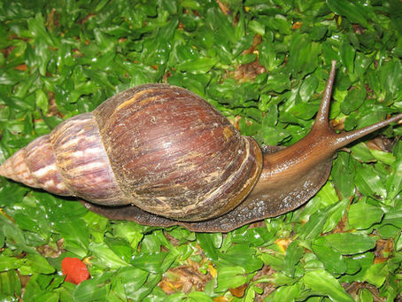 Blog | Bailey-Matthews National Shell Museum | Sanibel Island