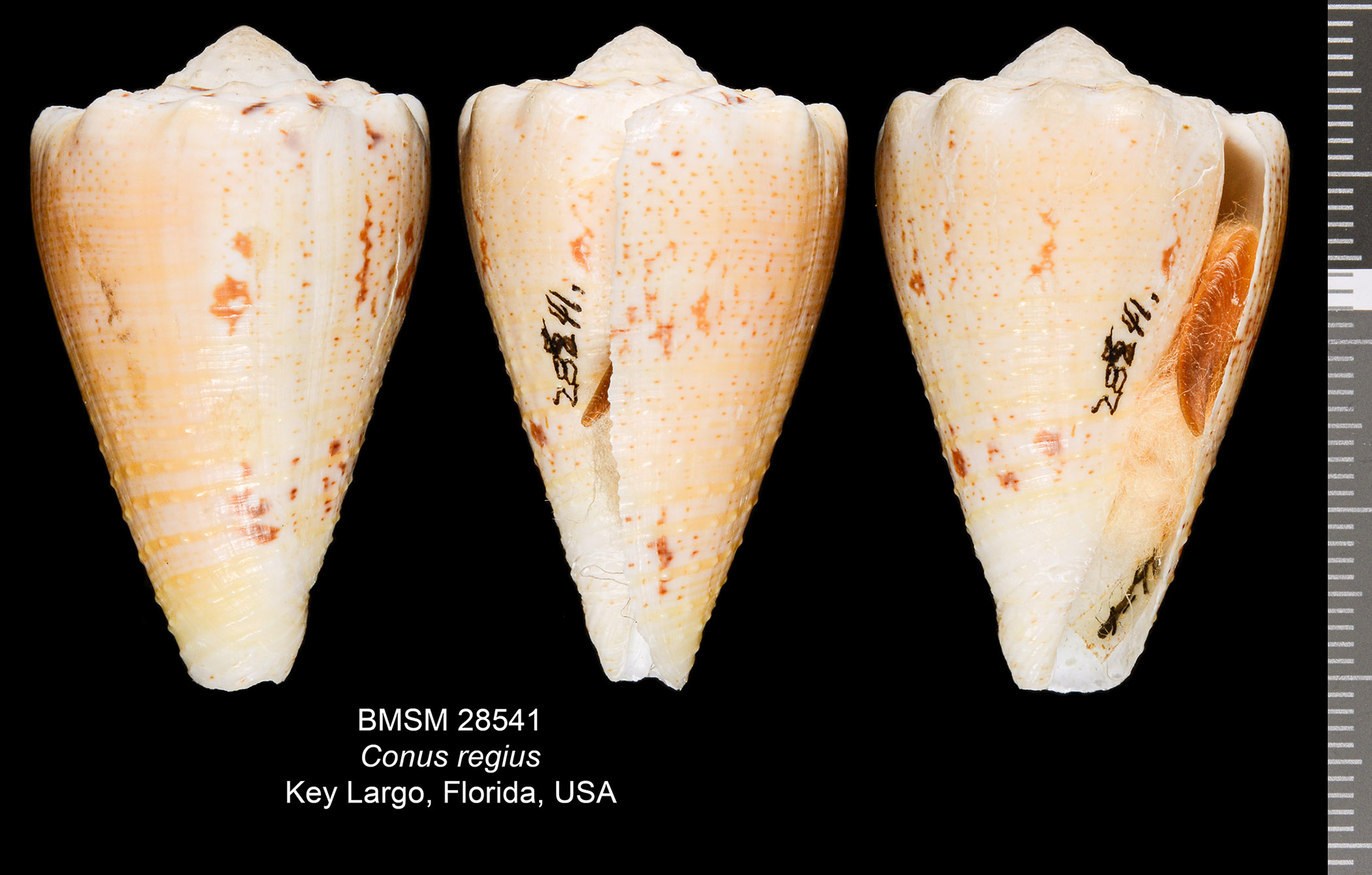 Shell of the Week: The Crown Cone