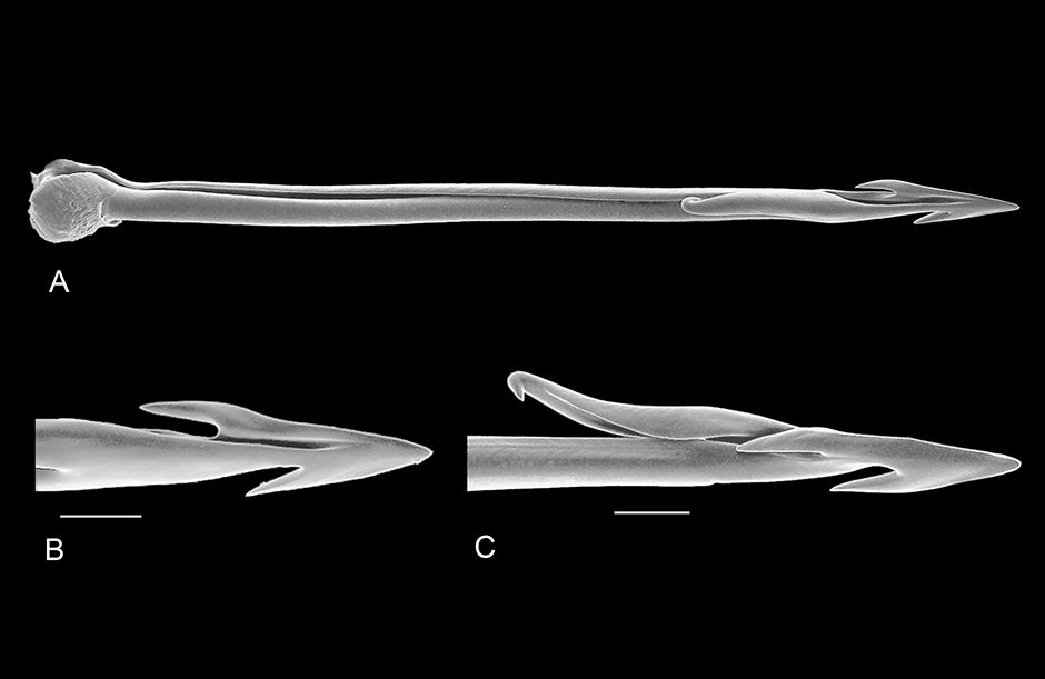 Cone Snail Ballistics
