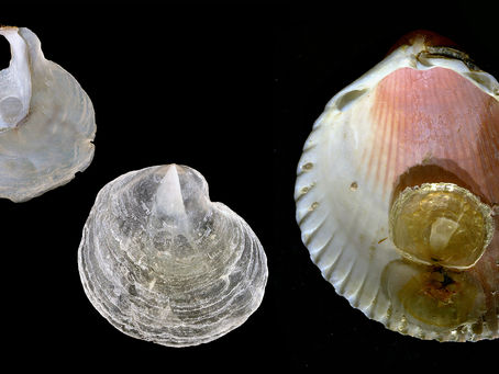 Blog | Bailey-Matthews National Shell Museum | Sanibel Island