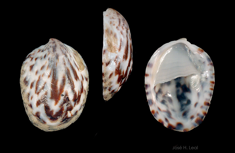 Paper, Party & Kids Shells Spotted Slipper Shells 100+ etna.com.pe