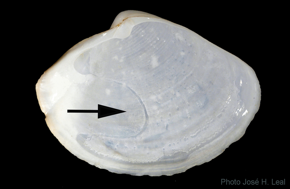 Telltale Shell Parts: The Pallial Sinus