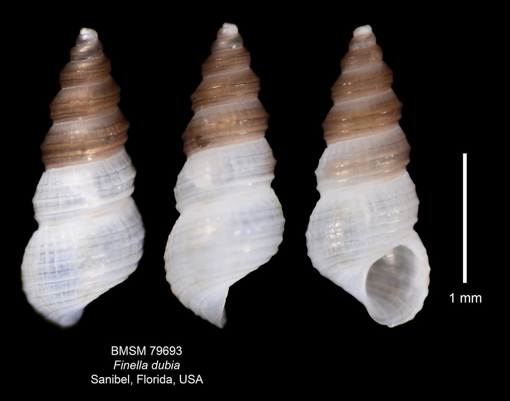 Shell of the Week: The Dubious Cerith