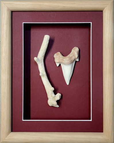 Tooth & Coral | Frameworks Picture Framing