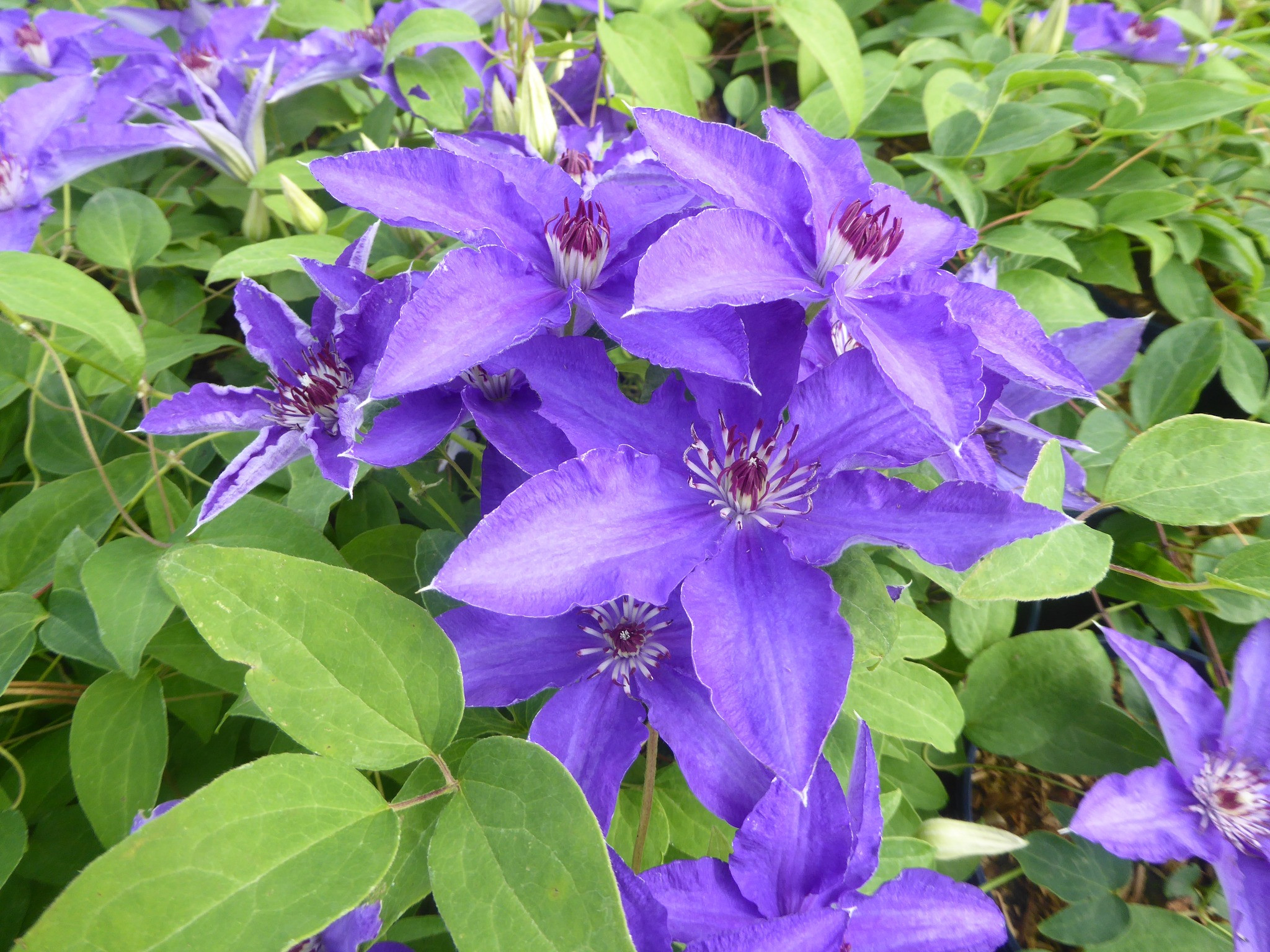 Clematis Lindsay (with POS Support) | New Stock Lines 2024 | Garden ...