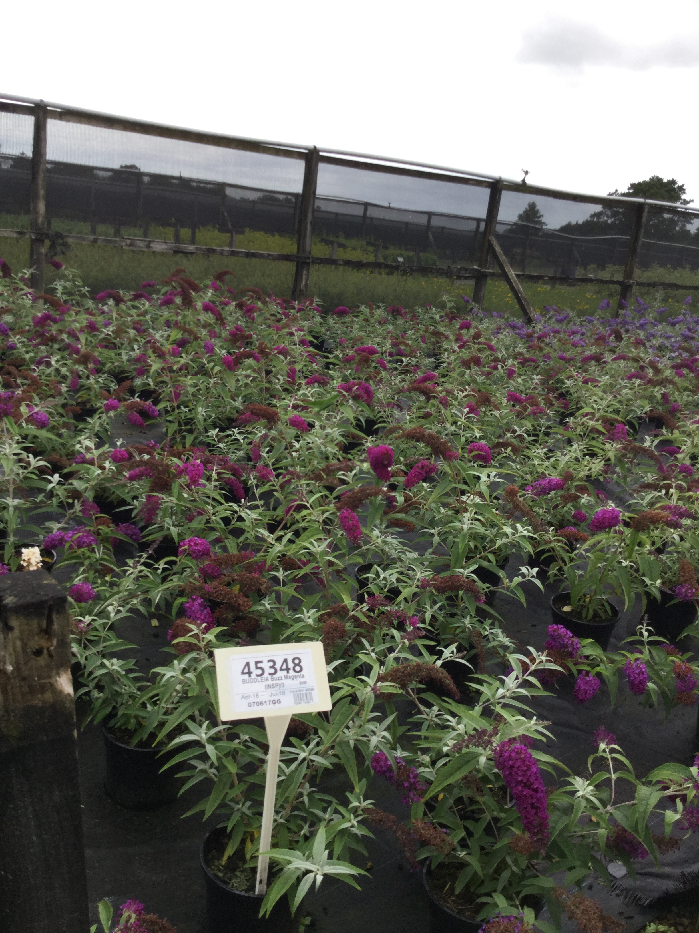 Buddleia Buzz® Magenta | Shrubs Range | Garden Centre Plants