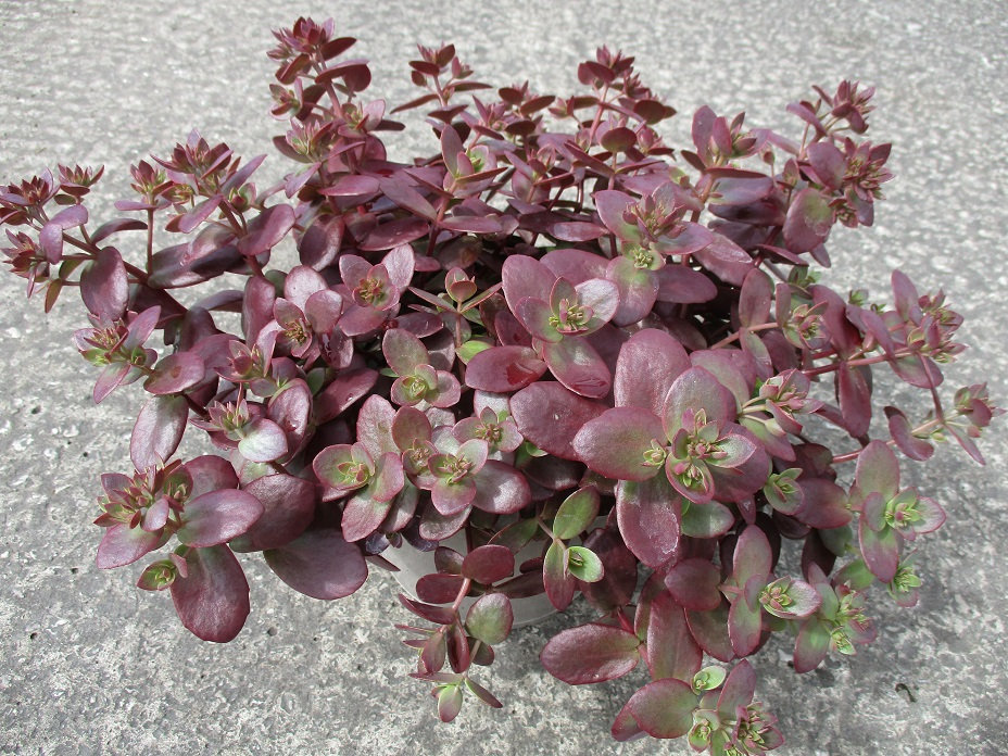 Sedum Firecracker | Herbaceous Range | Garden Centre Plants