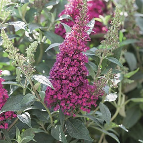 Shrubs Range | Garden Centre Plants