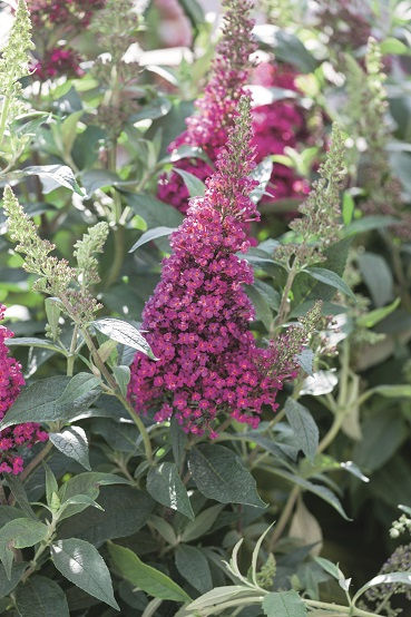 Buddleia Buzz® Hot Raspberry | Shrubs Range | Garden Centre Plants