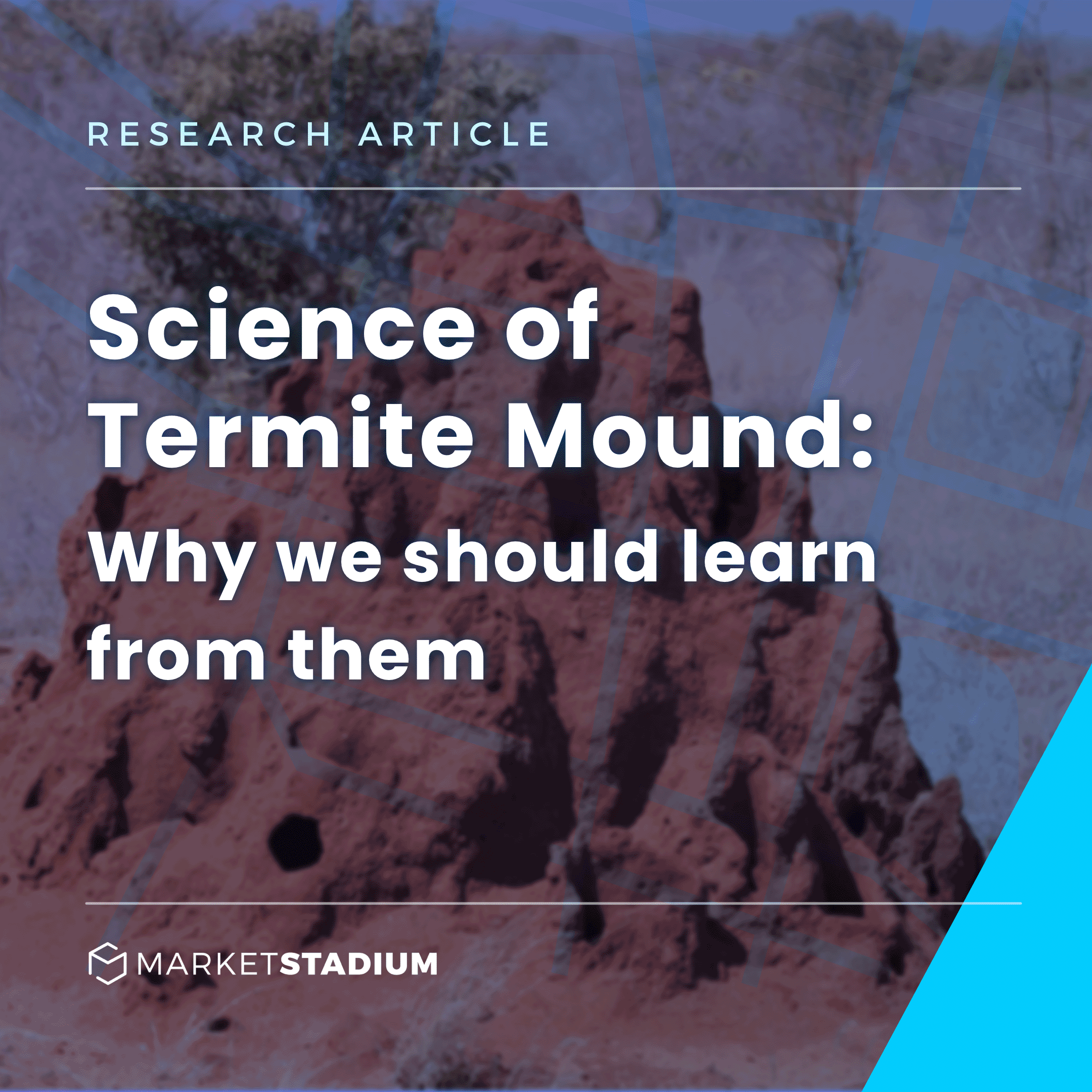 Science of Termite Mound: Why we should learn from them