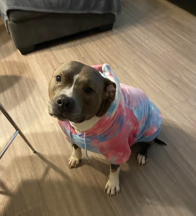 Dogslife | Pierre | Canine Cancer Grant