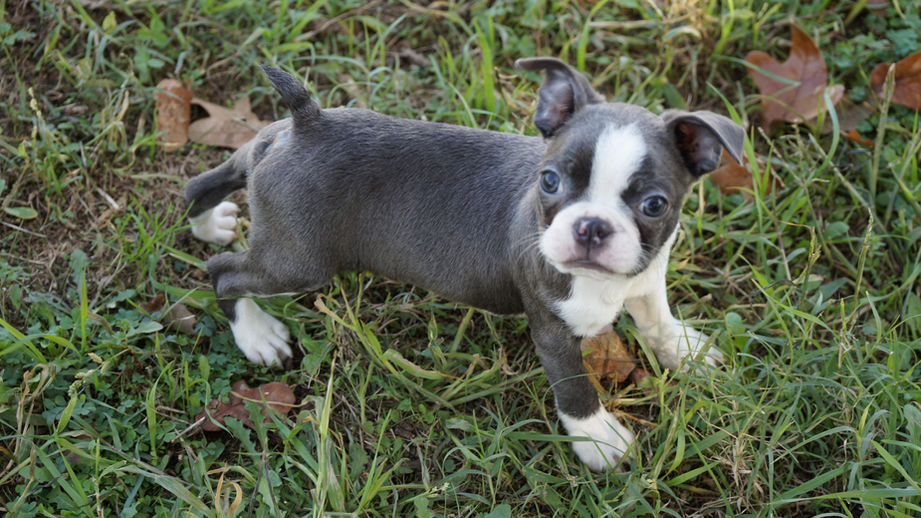 Red Fire Boston Terriers | Puppies for sale