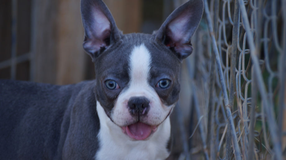 Red Fire Boston Terriers | Puppies for sale