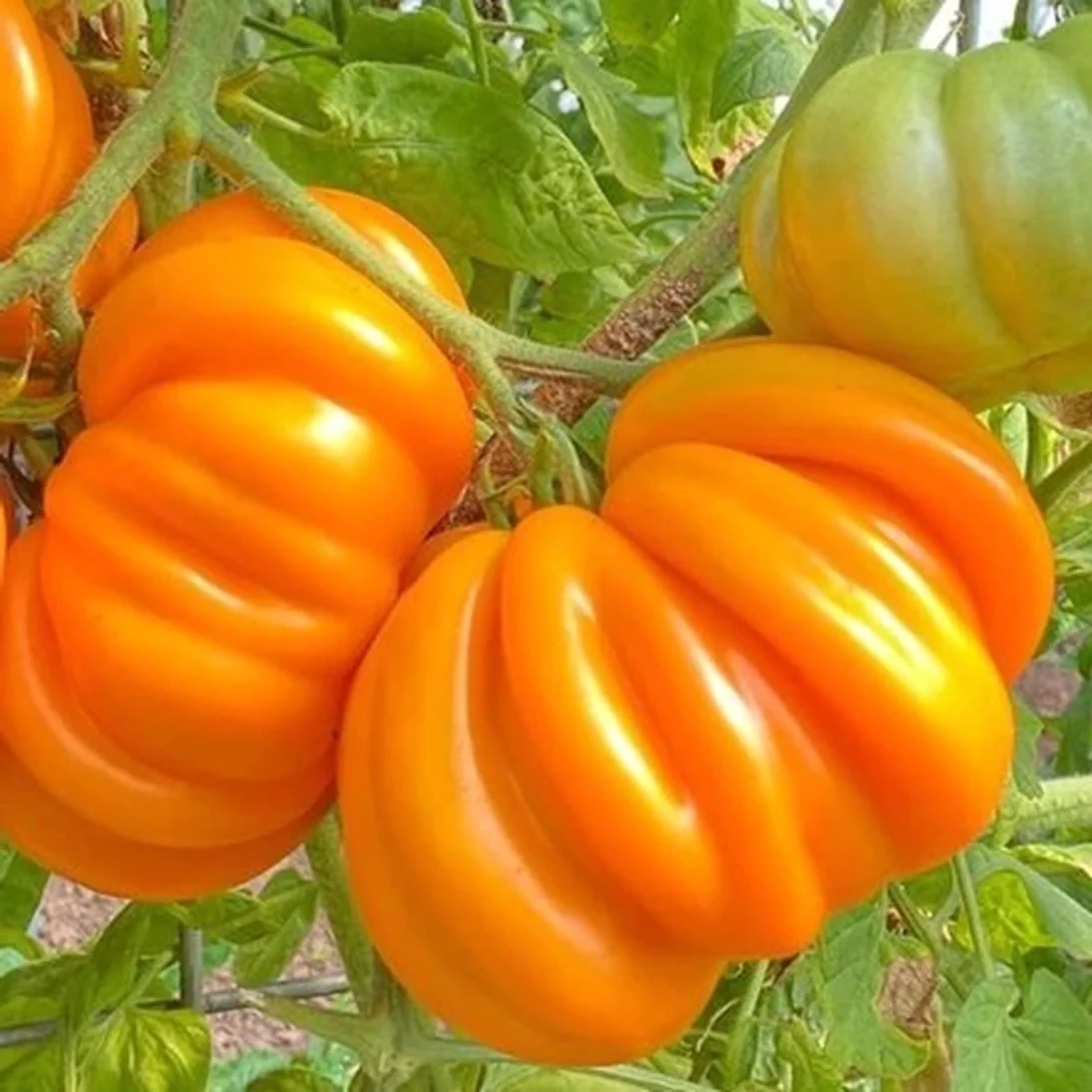 Heirloom Tomatoes Seeds | Garden Treasures Await | Whimsy and Wonder Seeds