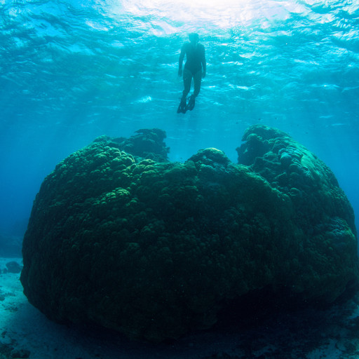 See & Do | Wilson Island Great Barrier Reef Activities | Queensland