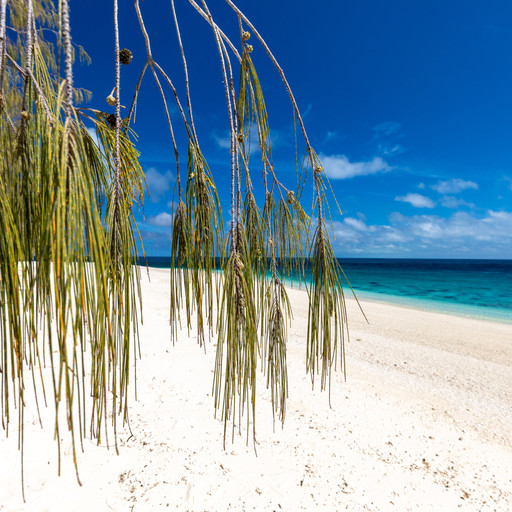 See & Do | Wilson Island Great Barrier Reef Activities | Queensland