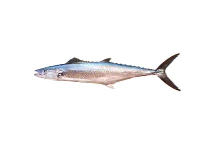 Sierra Mackerel | SSC