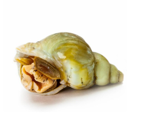 Whelk Snail | SSC