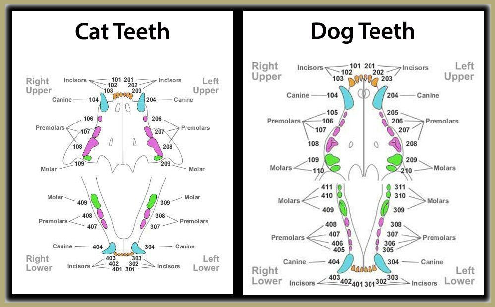The A-Z of Dentistry - Charting