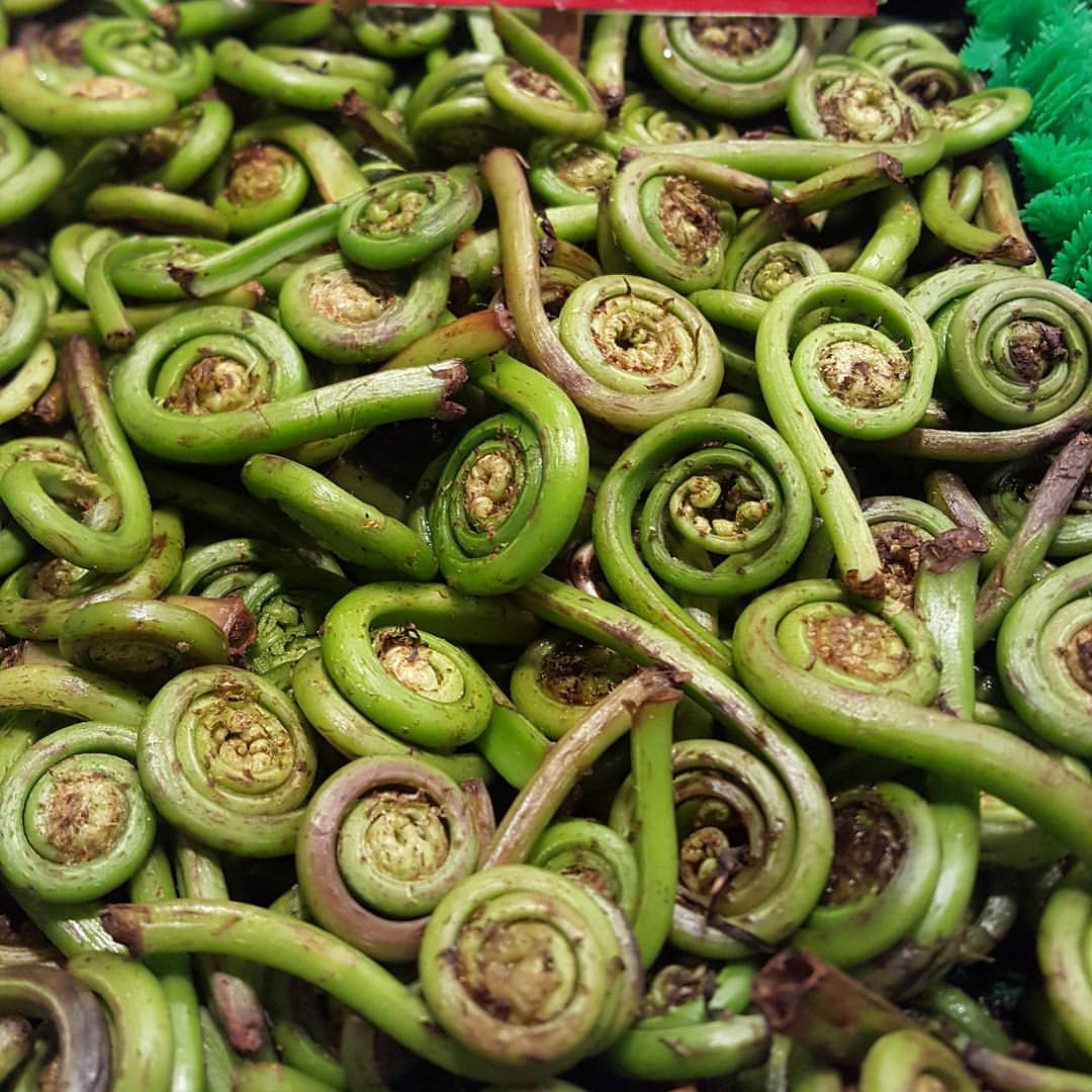 FIDDLEHEADS