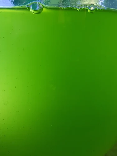 Tetraselmis Suecica | Swissplankton