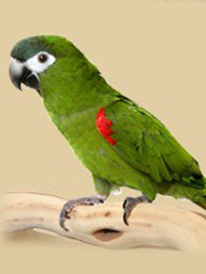 Hans Macaw | Pikapet petshop