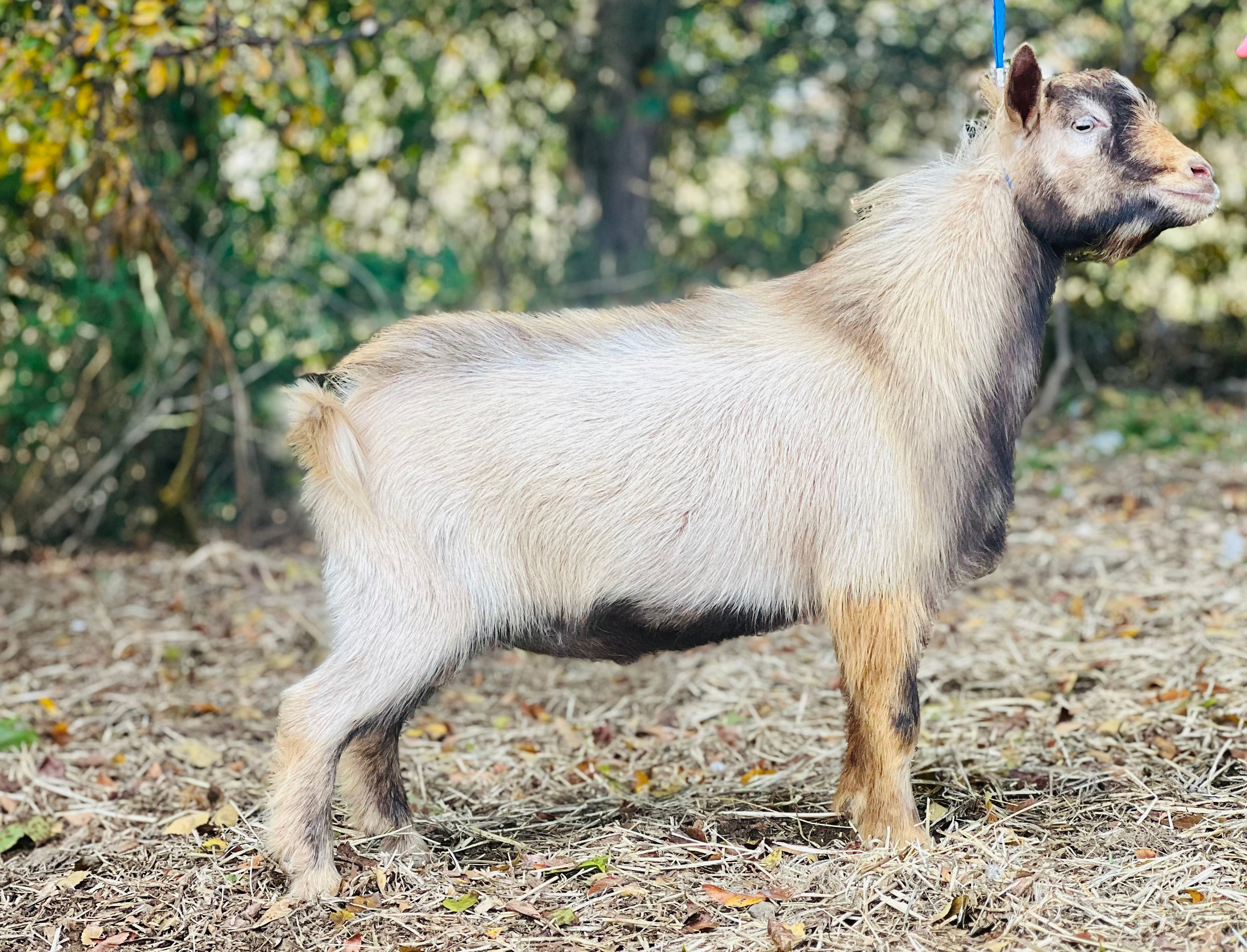 Stratton Creek G Hobo | Stratton Creek Farm