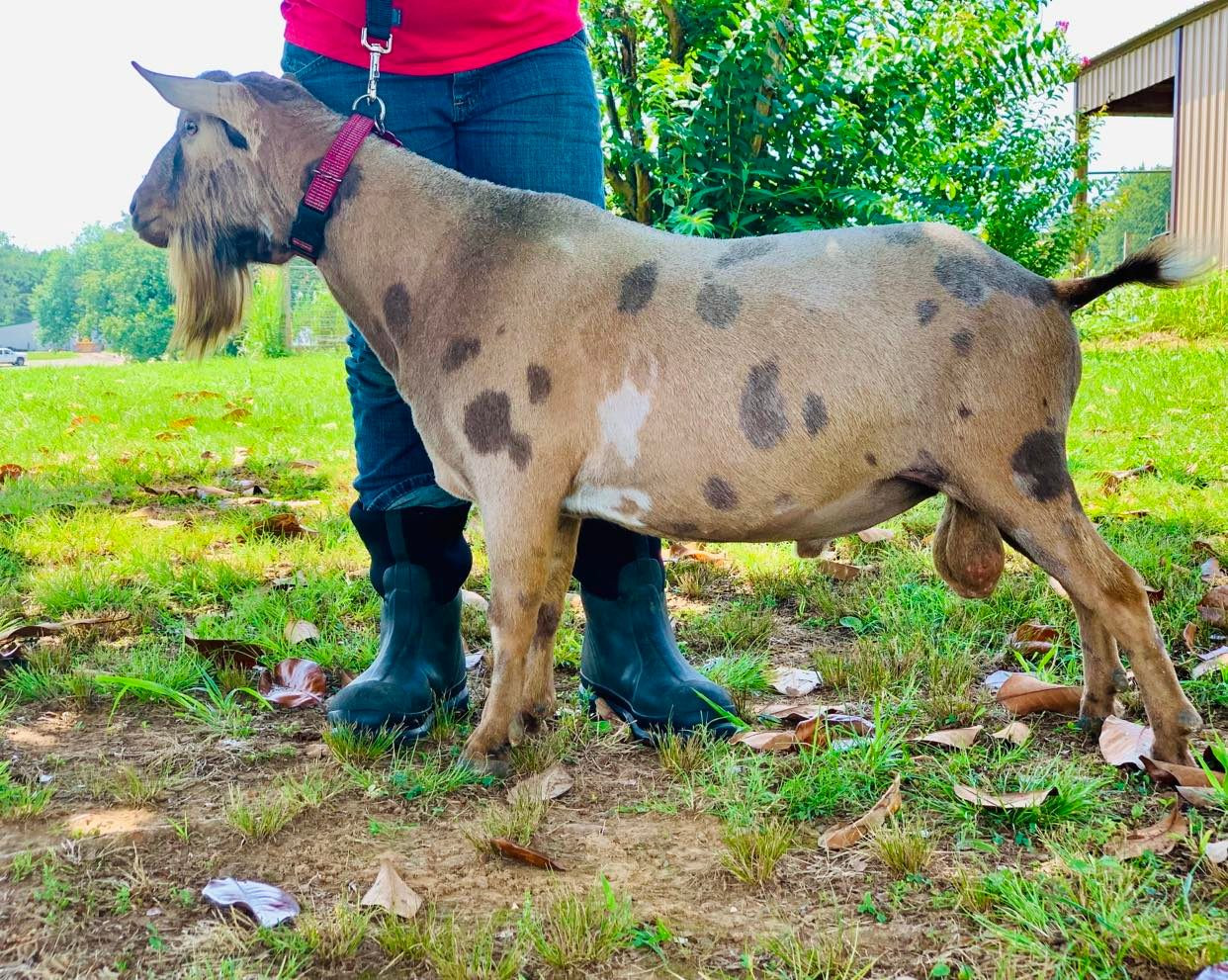 Bucks | Stratton Creek Farms