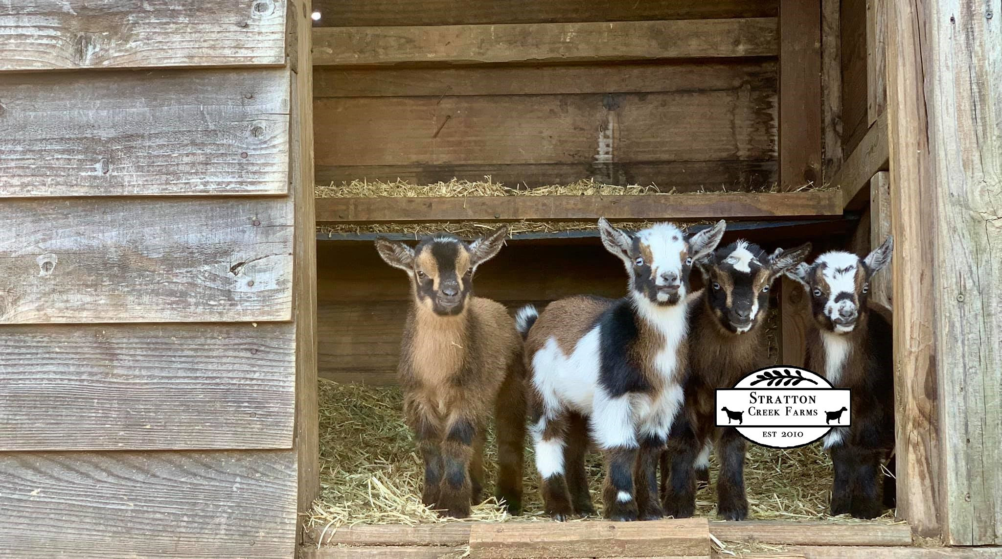 Home | Stratton Creek Farms