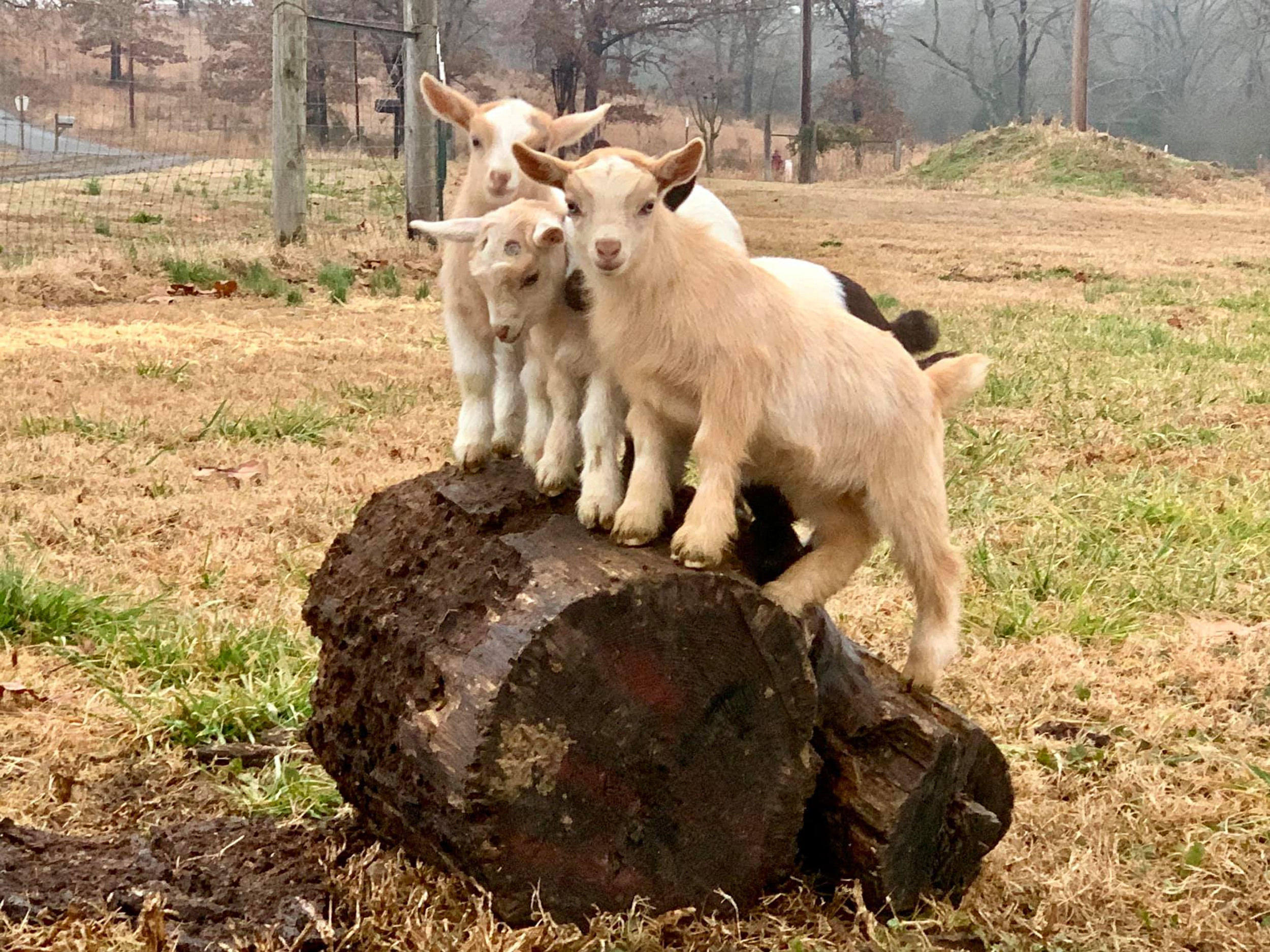 Contact | Stratton Creek Farms