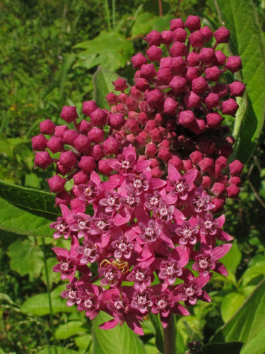 Showy Swamp Milkweed: a. incarnata ssp. pulchra Quart Pot ...