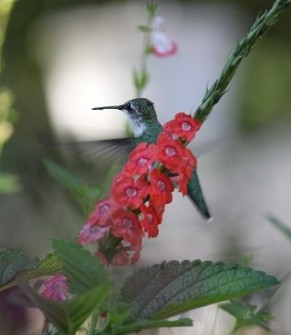 Pink Porterweed s. mutabilis Quart pot | lihummingbirdplants