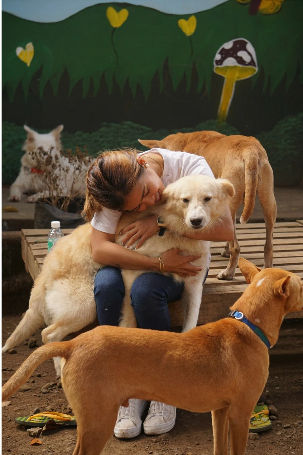 With animal shelters full, millions of stray dogs and cats roam the ...
