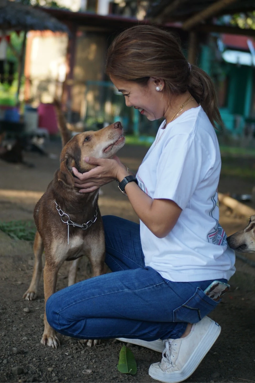 With animal shelters full, millions of stray dogs and cats roam the ...