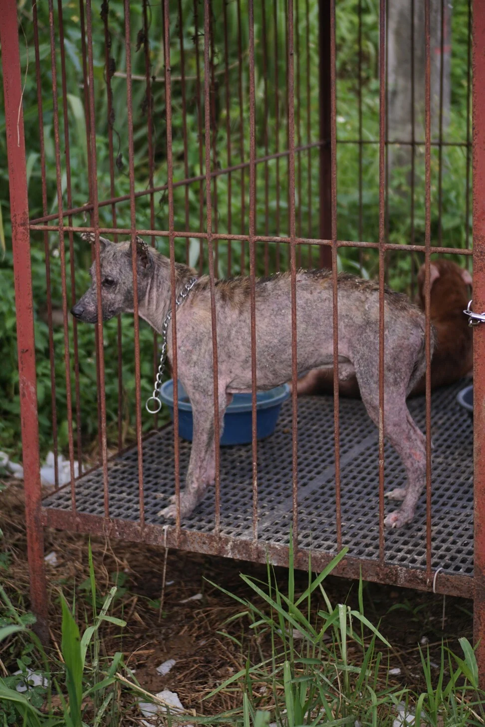 With animal shelters full, millions of stray dogs and cats roam the ...