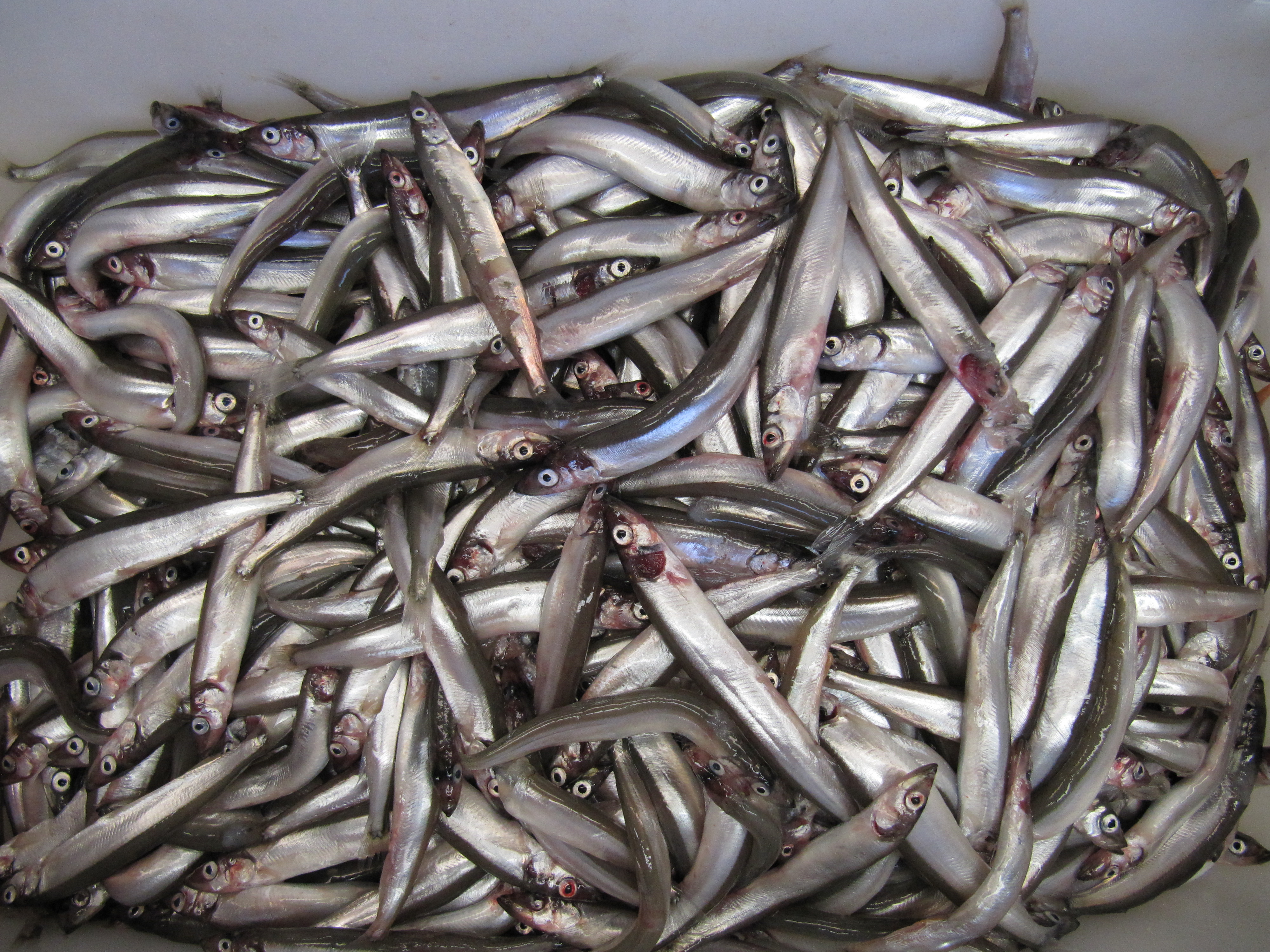 COLD WATER SHRIMP | captainlittle