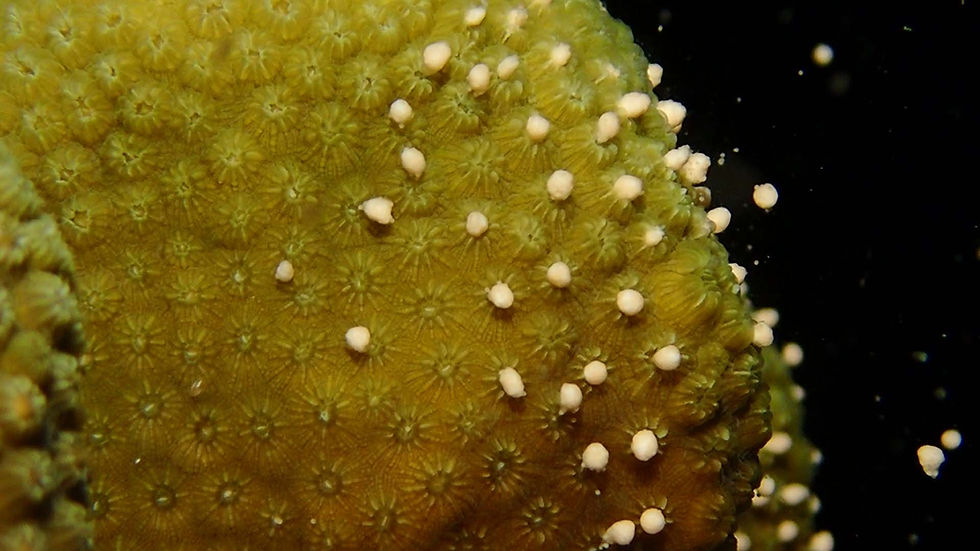 Les secrets de la reproduction des coraux