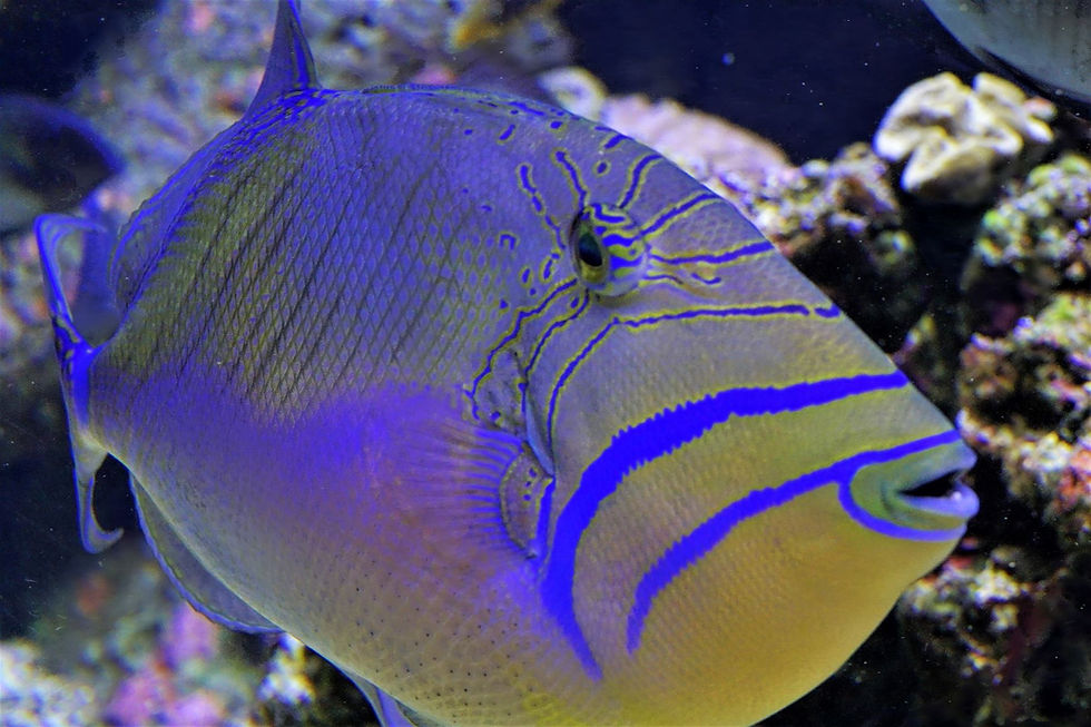 Le baliste royal - Queen triggerfish
