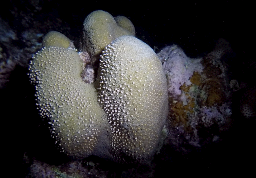 Les secrets de la reproduction des coraux