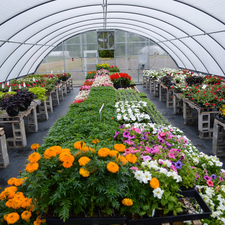 Morris Plant Farm | Plants | 19941 Old Maxton Road, Maxton, NC, USA