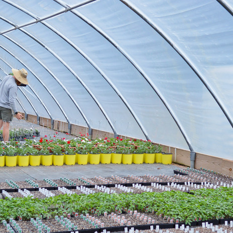 Morris Plant Farm | Plants | 19941 Old Maxton Road, Maxton, NC, USA