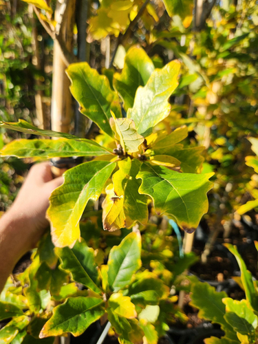 Quercus x Warei 'Nadler' / Kindred Spirit Columnar Oak | Kampen Tree Supply