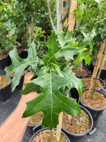 Quercus Palustris 'Green Pillar' / Pingreen Columnar Oak | Kampen Tree ...