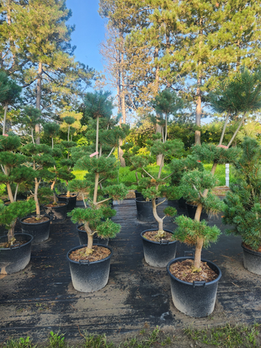 Pinus Sylvestris 'Poodle Pine / Poodle Scotch Pine | Kampen Tree Supply
