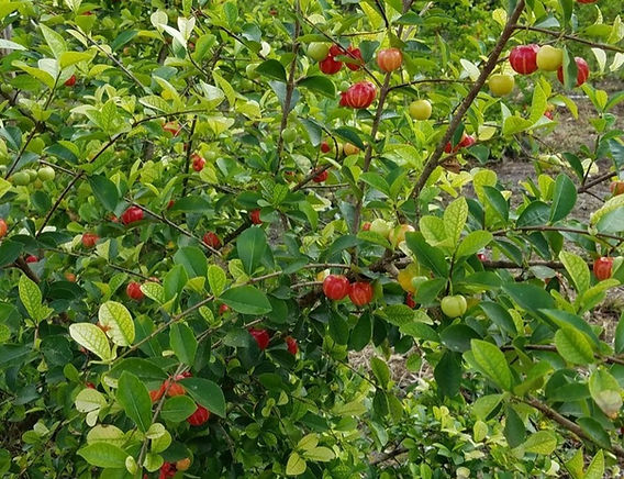 indian cherry cherokee