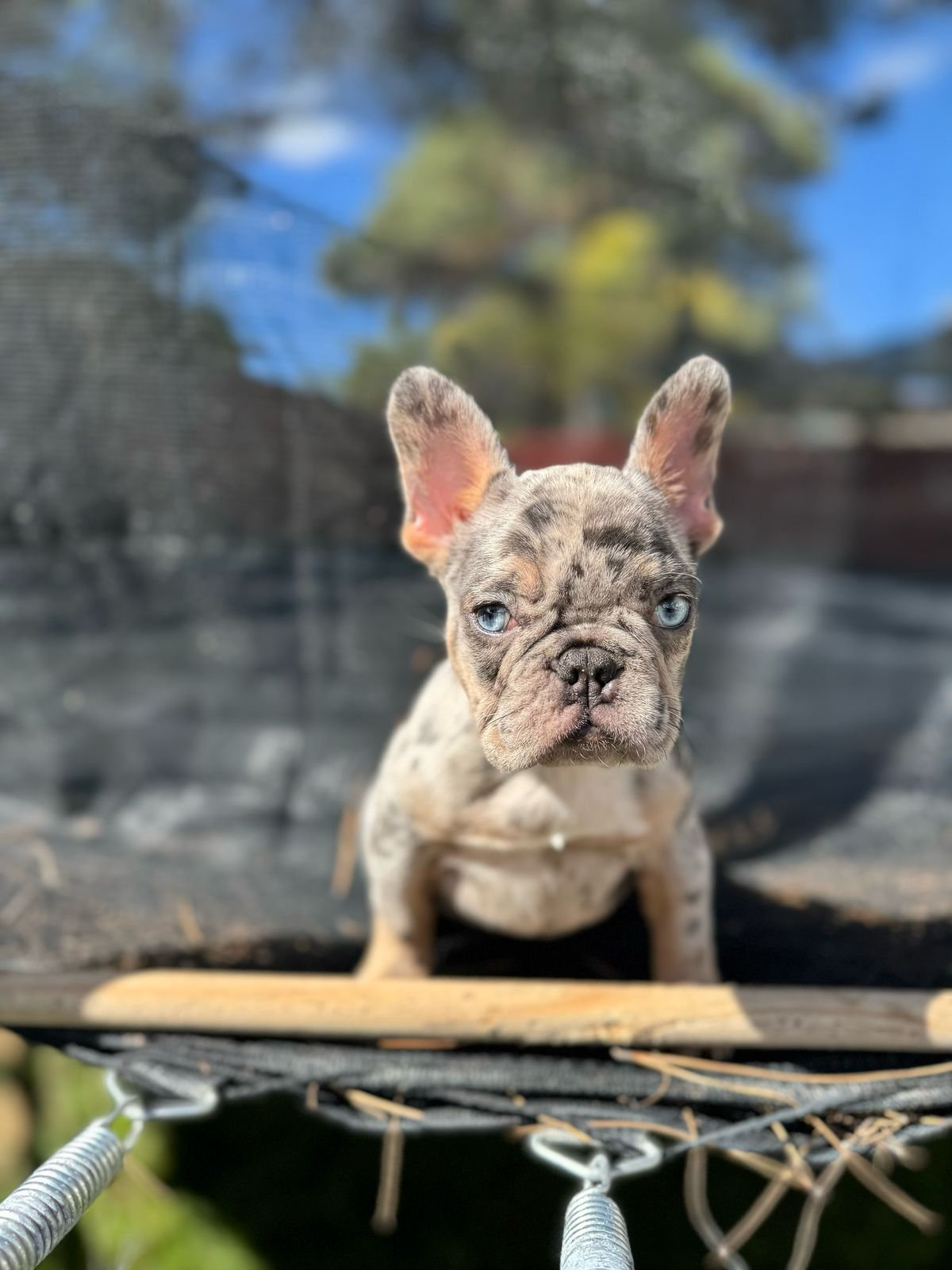 Snow white - Frenchies for Sale in California - French Bulldog
