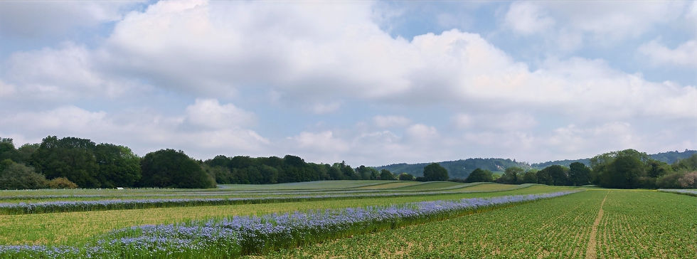 Home | Longcroft Farm
