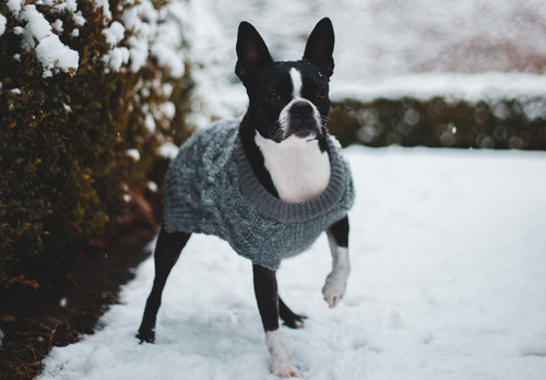 Chompa de perro | Pet Carelis